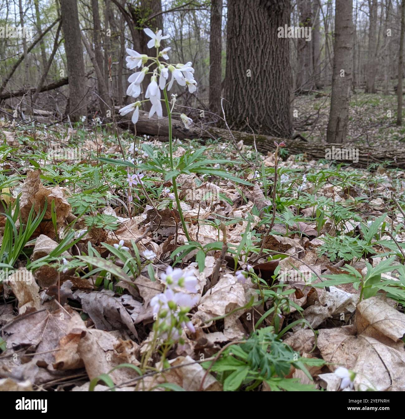 cut-leaved toothwort (Cardamine concatenata Stock Photo - Alamy