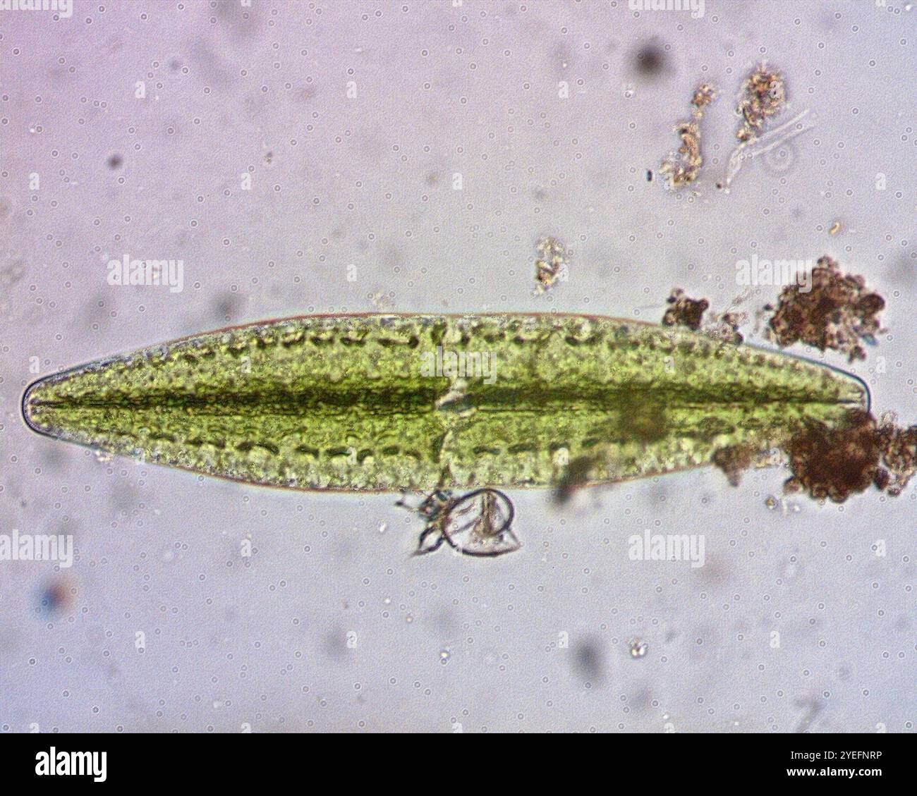 Netrium hi-res stock photography and images - Alamy