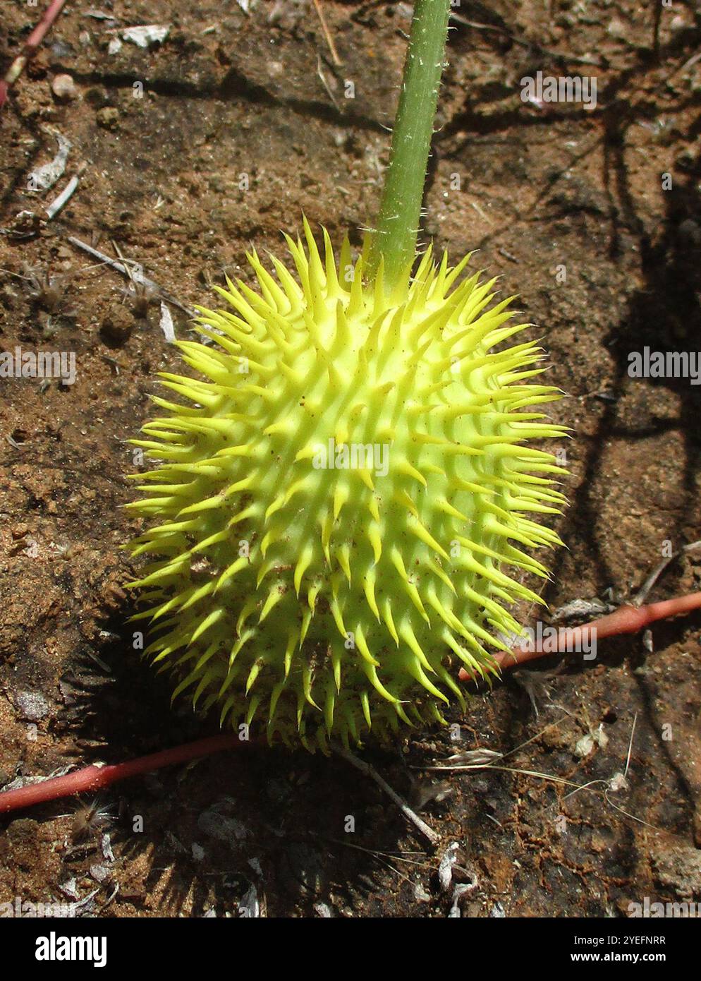 South African Spiny Cucumber (Cucumis zeyheri Stock Photo - Alamy