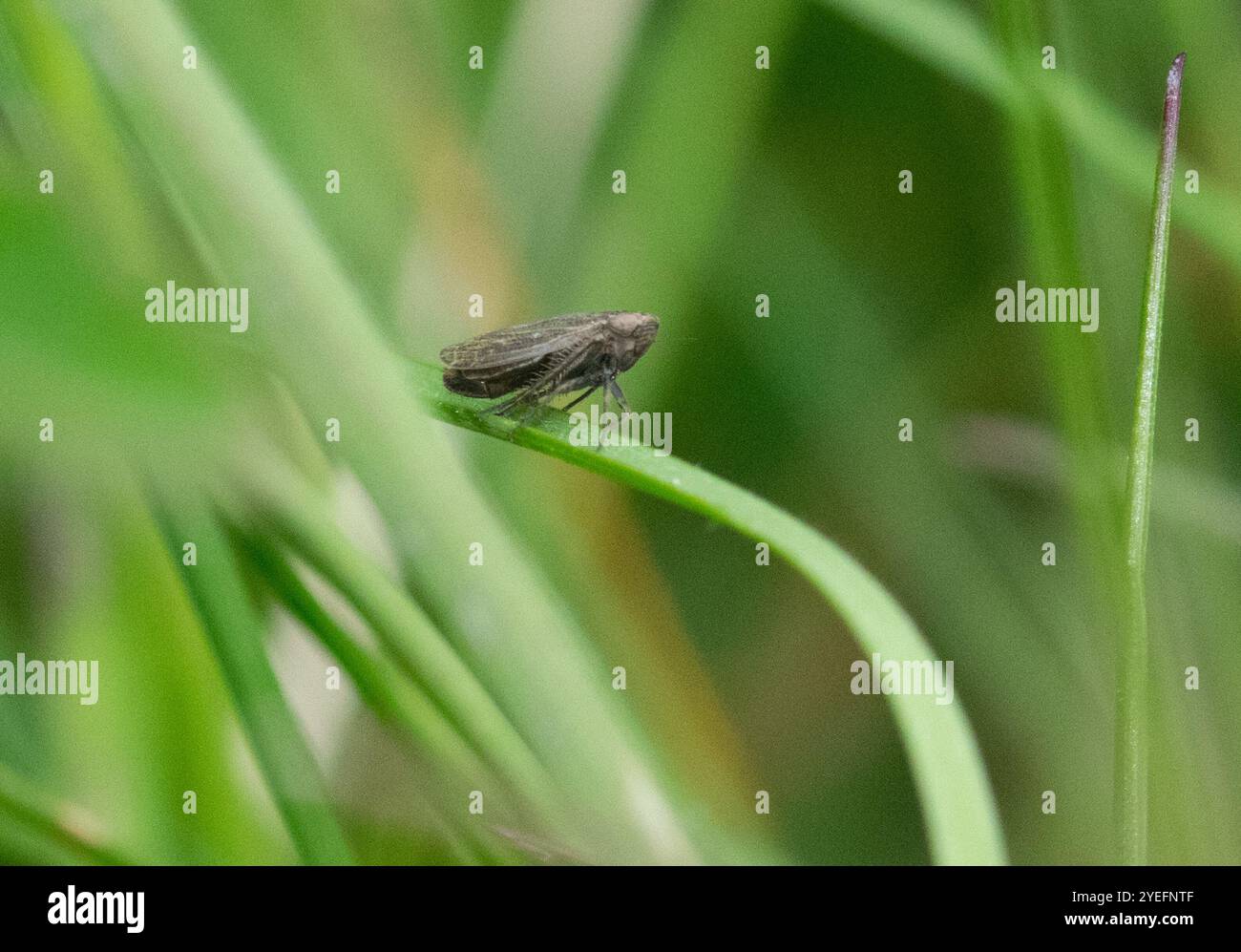 Spittlebugs, Cicadas, Leafhoppers and Treehoppers (Cicadomorpha Stock ...
