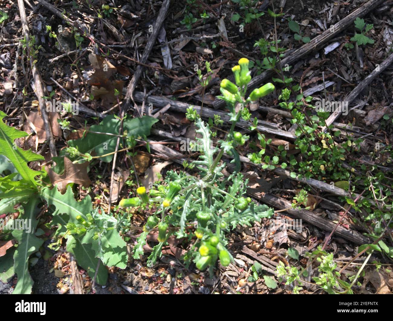 common groundsel (Senecio vulgaris Stock Photo - Alamy