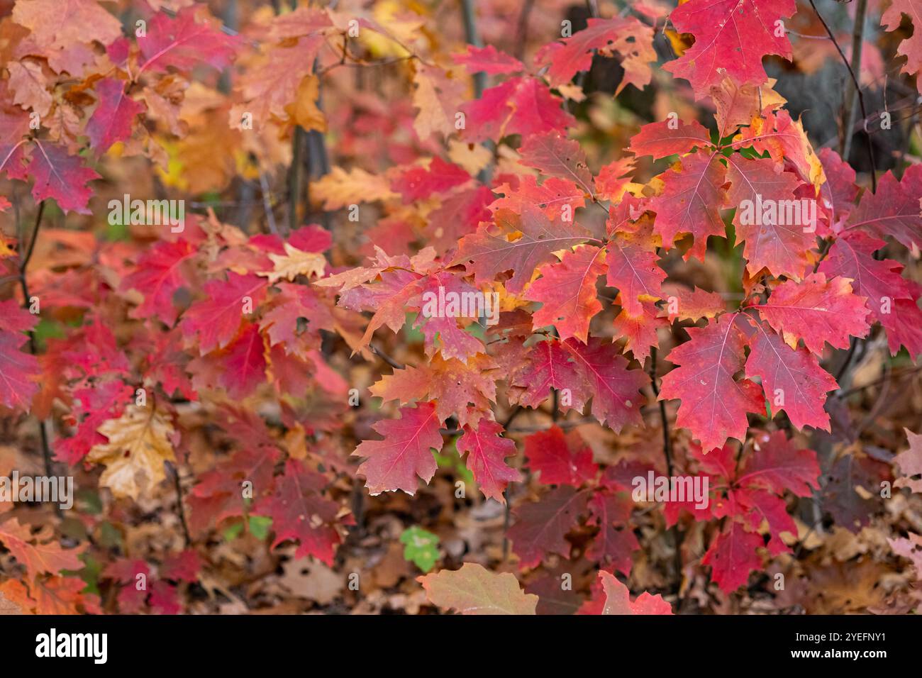 Vibrant red oak leaves in autumn forest. Seasonal change, beauty of ...