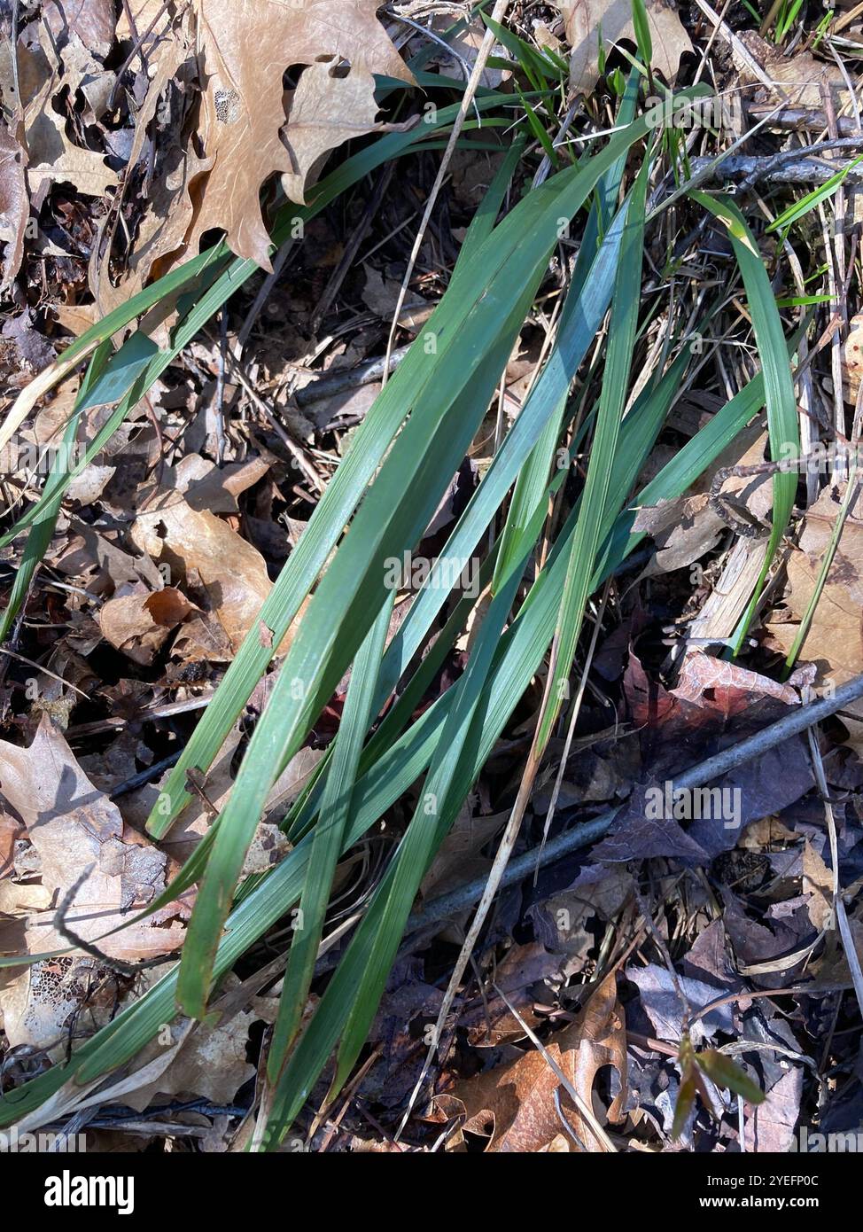 White-grained Mountain-ricegrass (Oryzopsis asperifolia Stock Photo - Alamy
