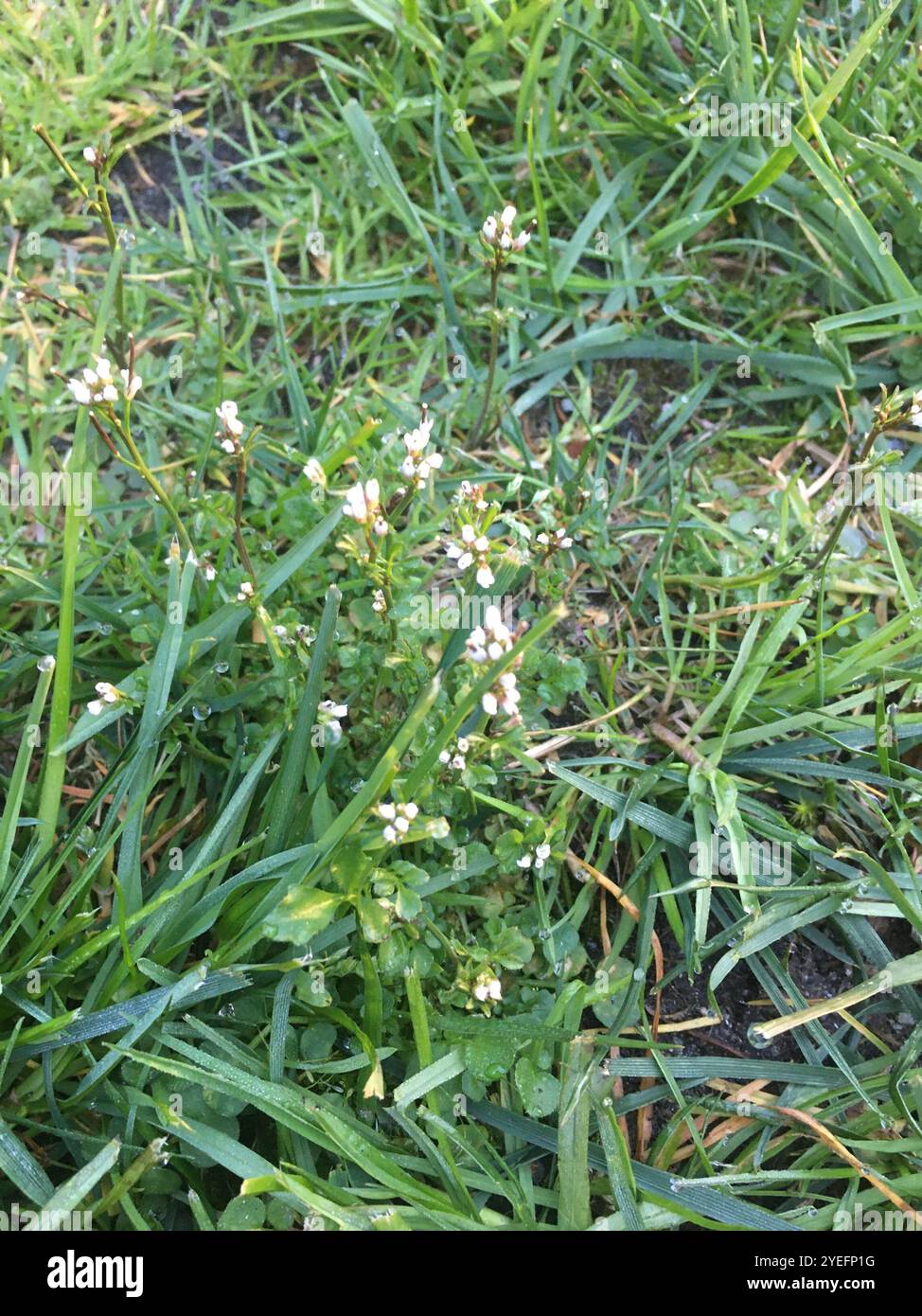 hairy bittercress (Cardamine hirsuta Stock Photo - Alamy