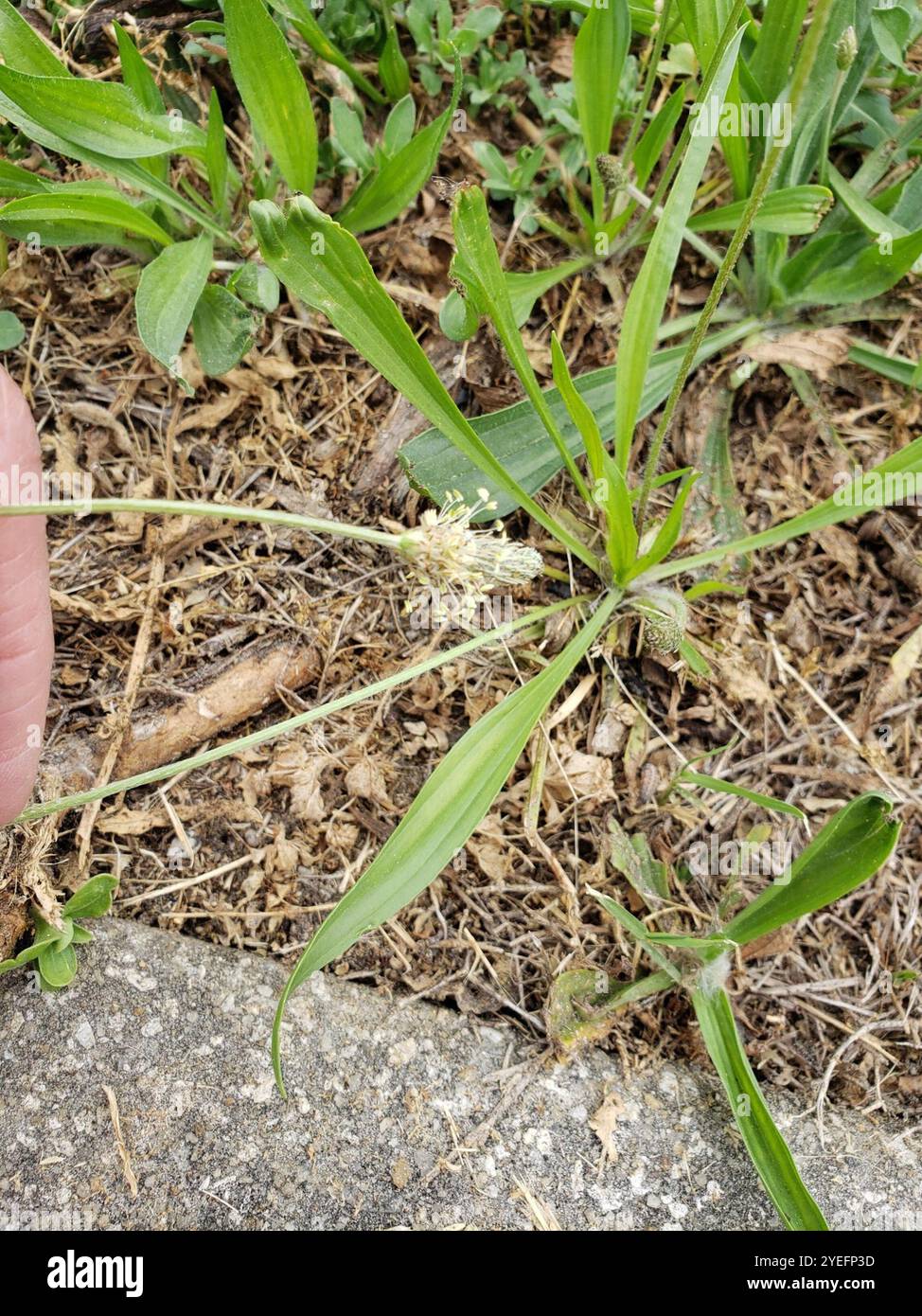 ribwort plantain (Plantago lanceolata Stock Photo - Alamy