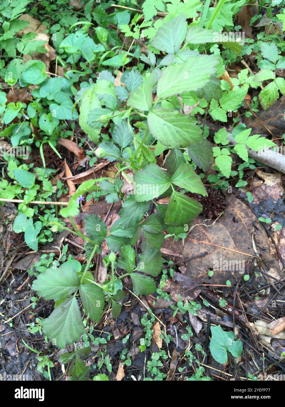 Common Dewberry (Rubus flagellaris Stock Photo - Alamy