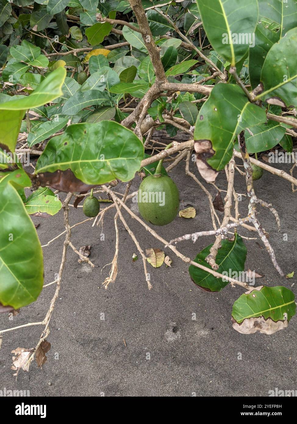 black calabash (Amphitecna latifolia Stock Photo - Alamy