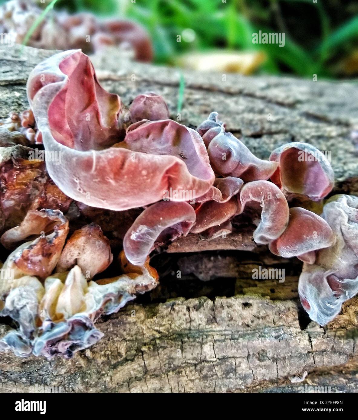 Wood ear fungi (Auricularia Stock Photo - Alamy