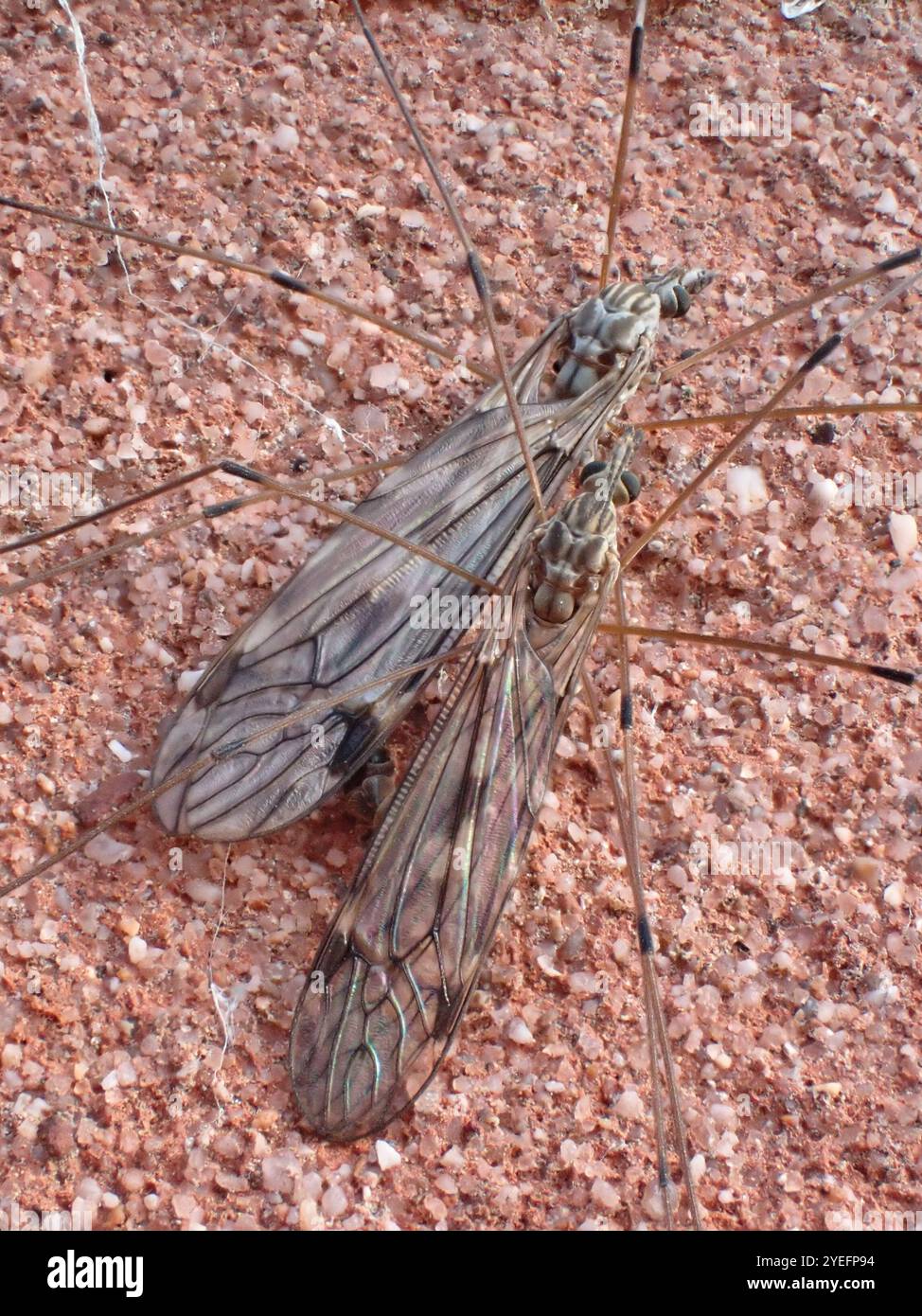 Typical Crane Flies (Tipuloidea Stock Photo - Alamy