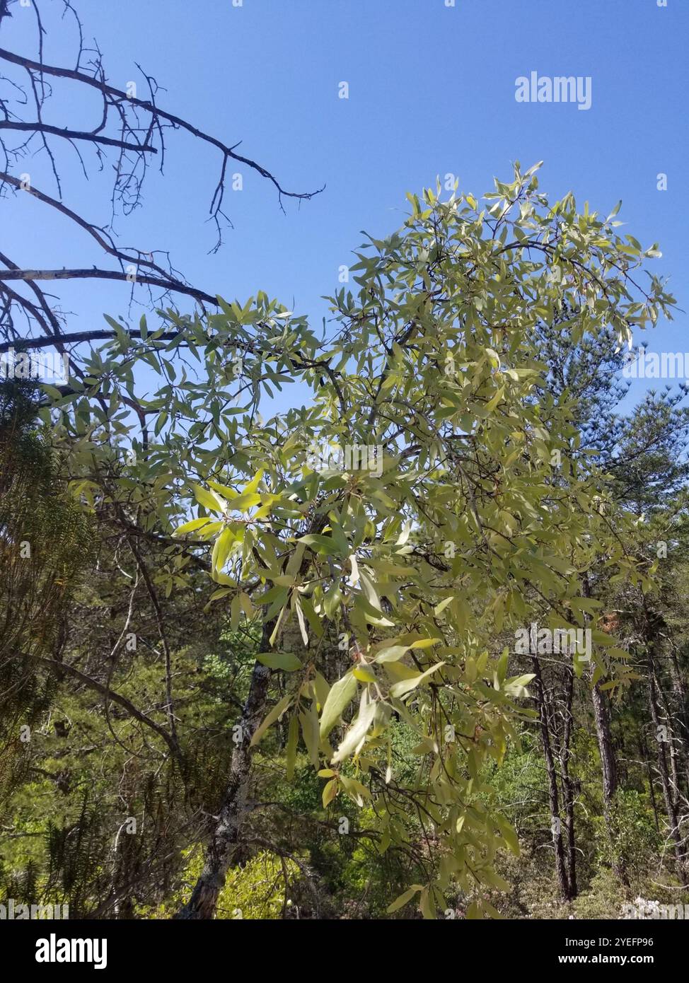 bluejack oak (Quercus incana Stock Photo - Alamy