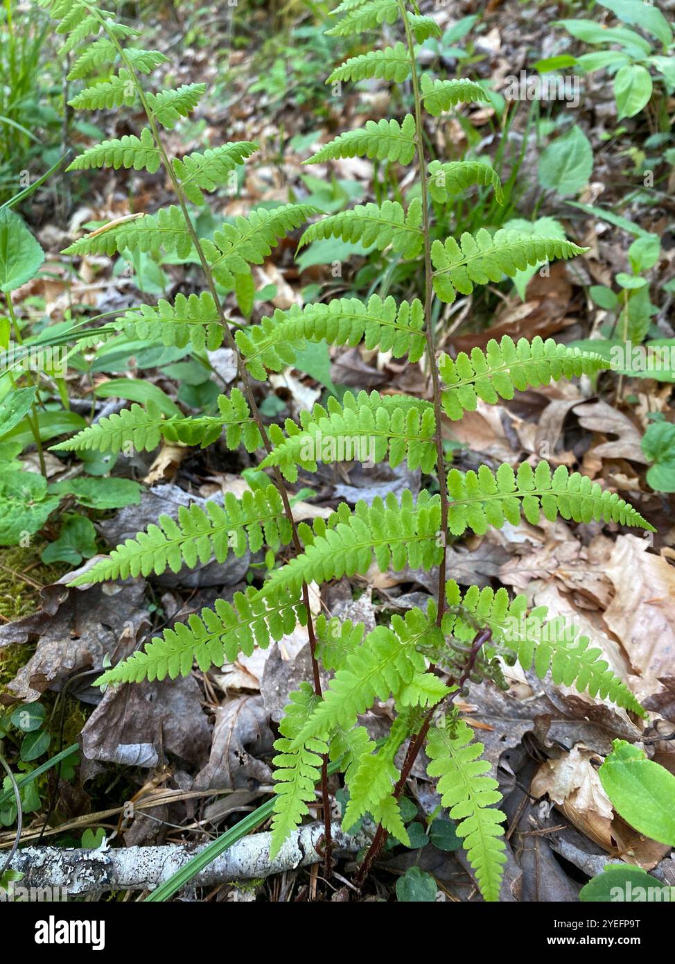 southern lady fern (Athyrium asplenioides Stock Photo - Alamy