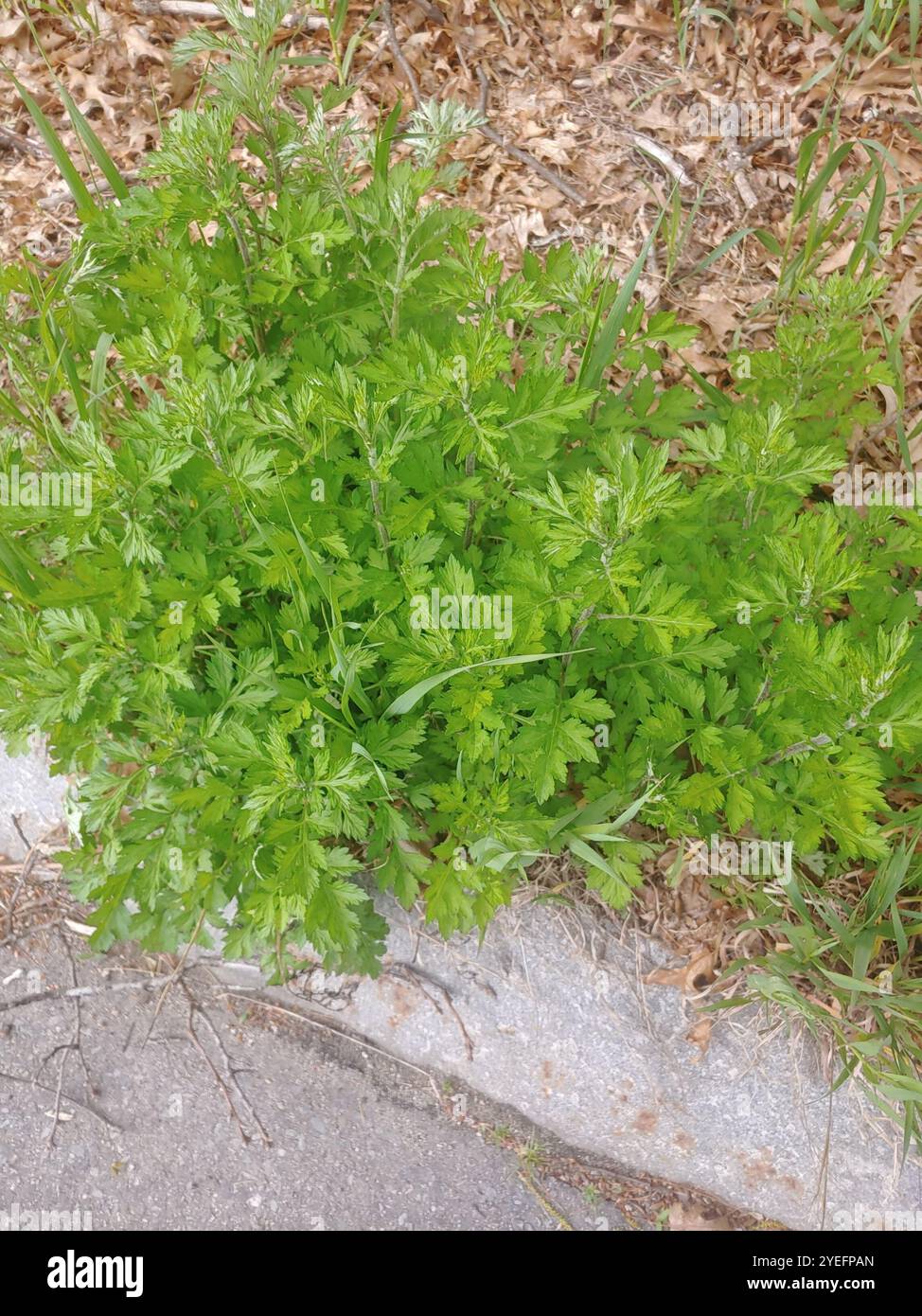 common mugwort (Artemisia vulgaris Stock Photo - Alamy