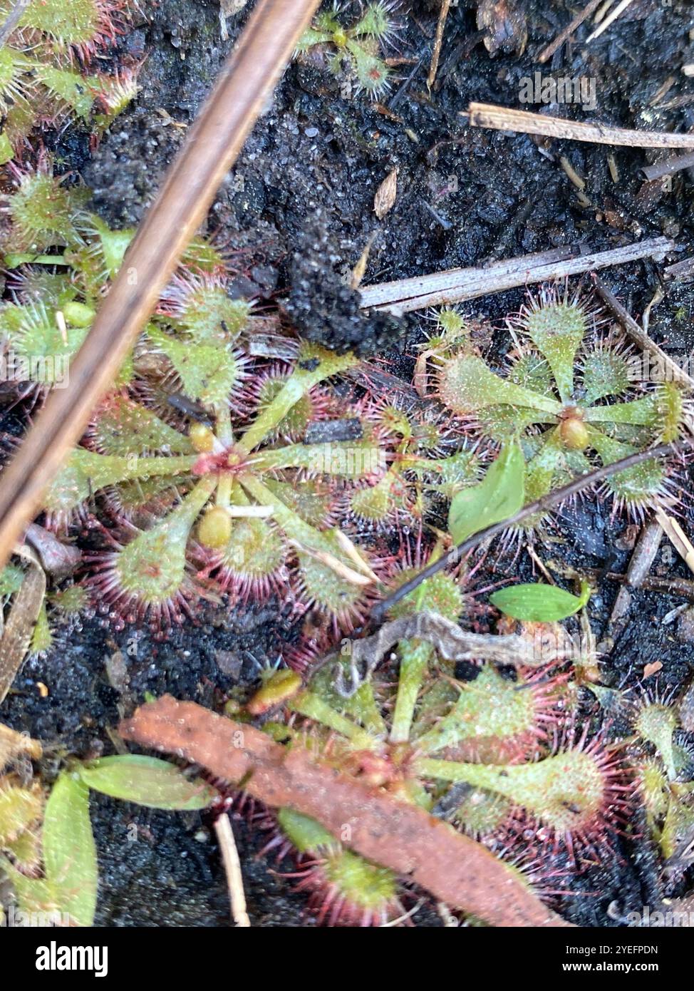 dwarf sundew (Drosera brevifolia Stock Photo - Alamy