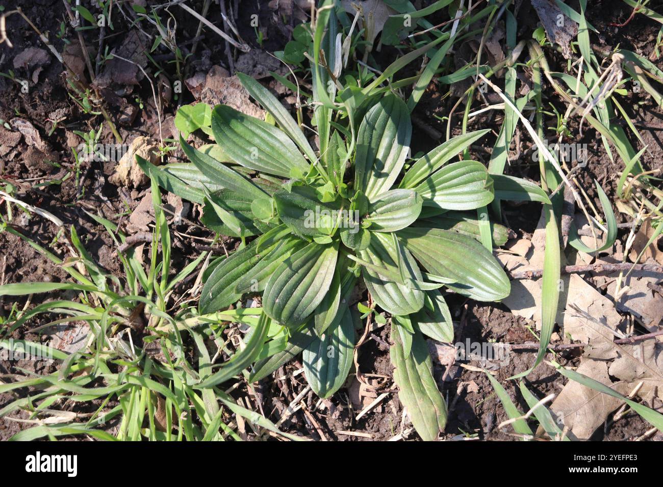 ribwort plantain (Plantago lanceolata Stock Photo - Alamy