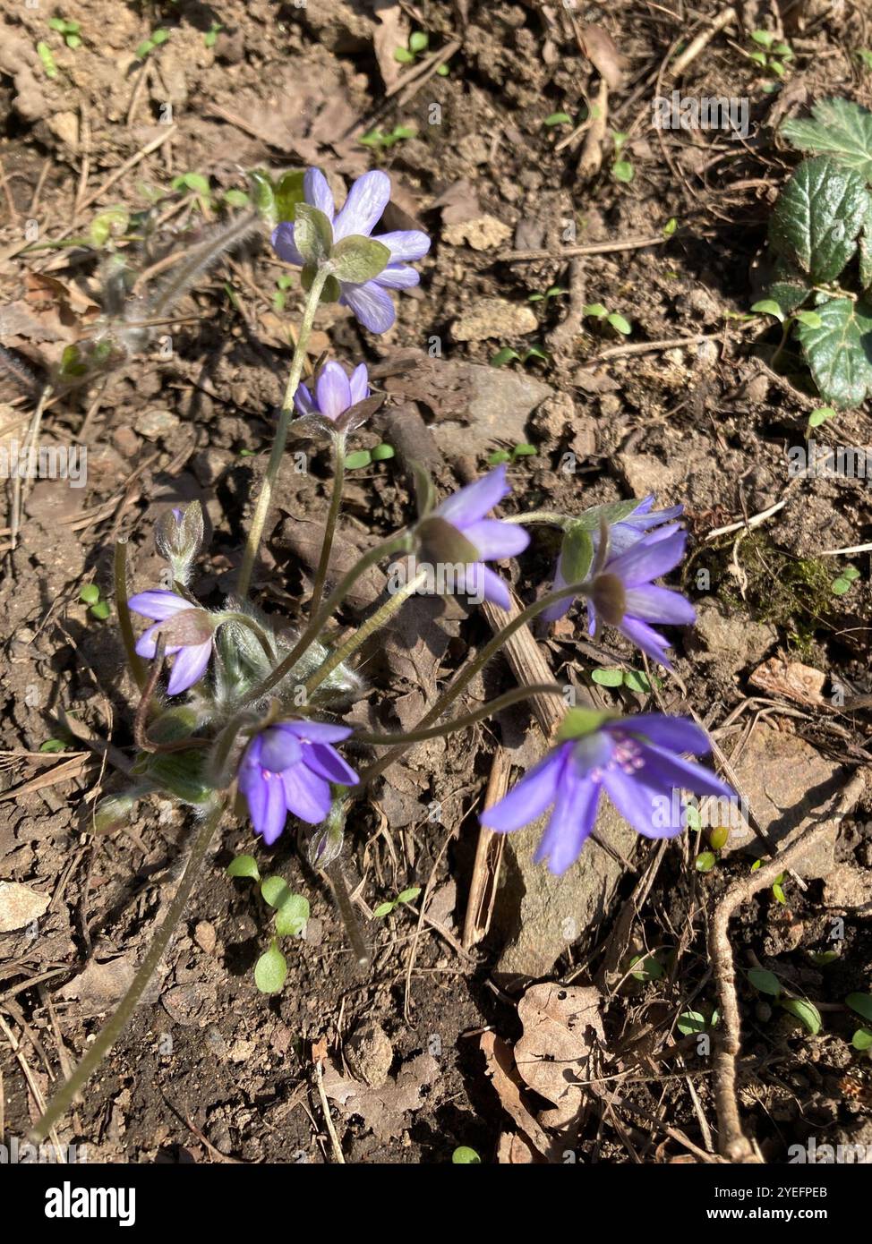 Liverleaf (Hepatica nobilis Stock Photo - Alamy
