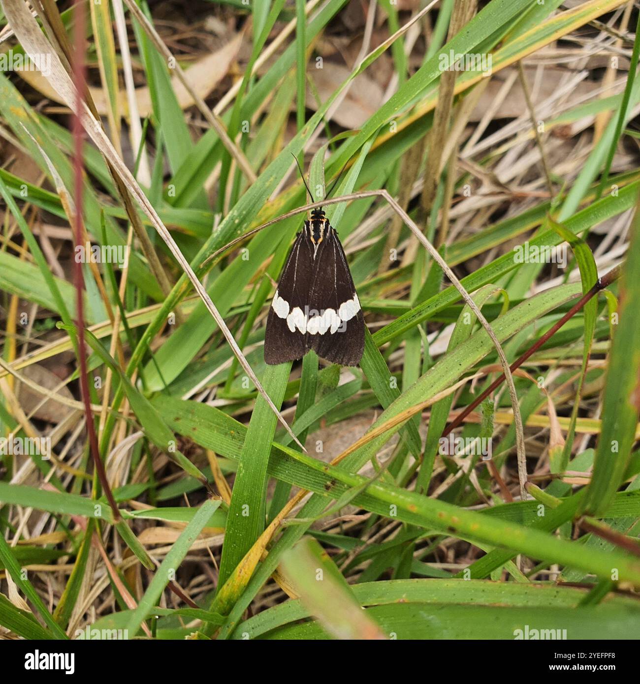 Australian magpie moth hi-res stock photography and images - Alamy