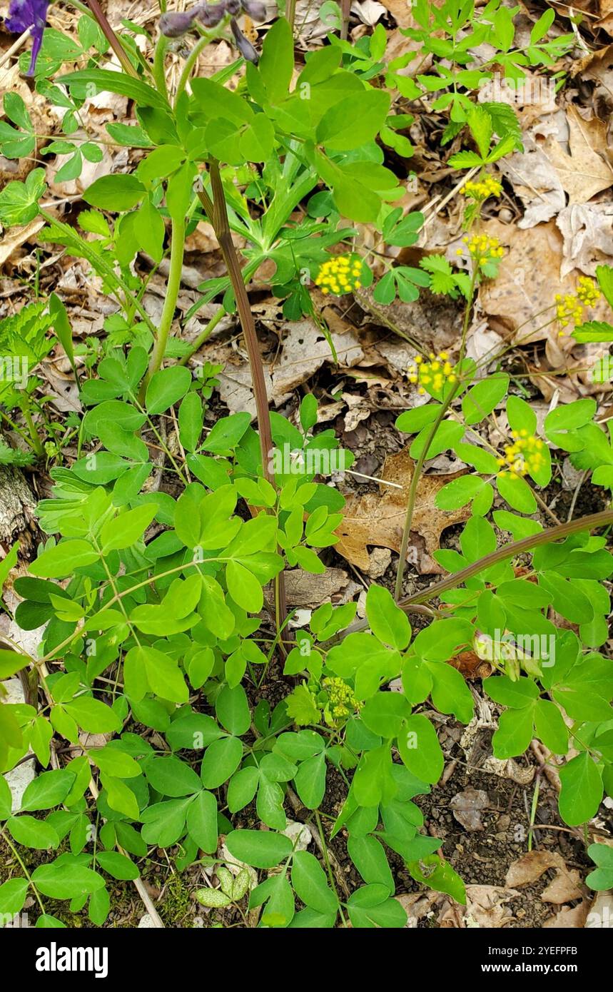 yellow pimpernel (Taenidia integerrima Stock Photo - Alamy