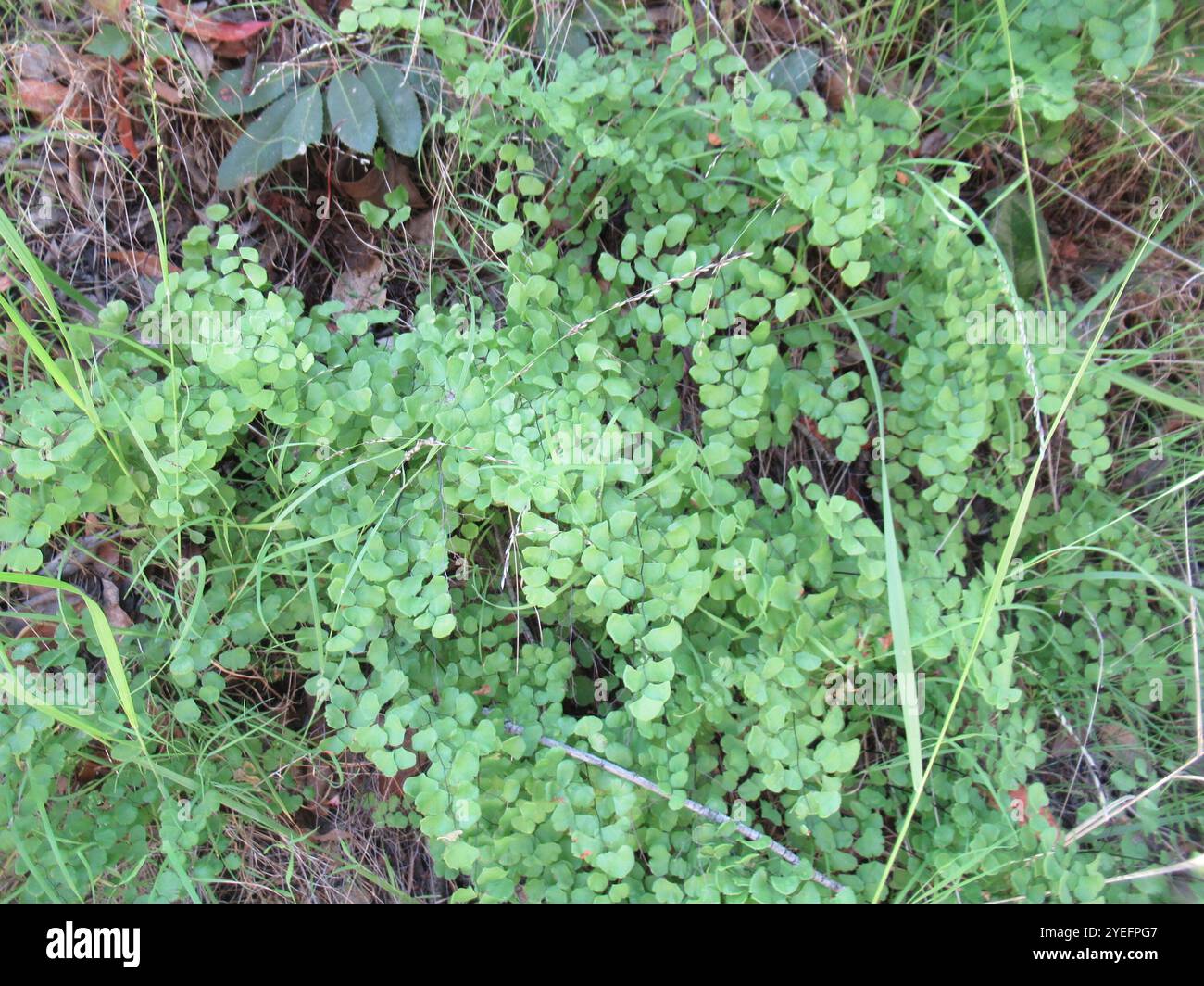 California Maidenhair Fern (Adiantum jordanii Stock Photo - Alamy
