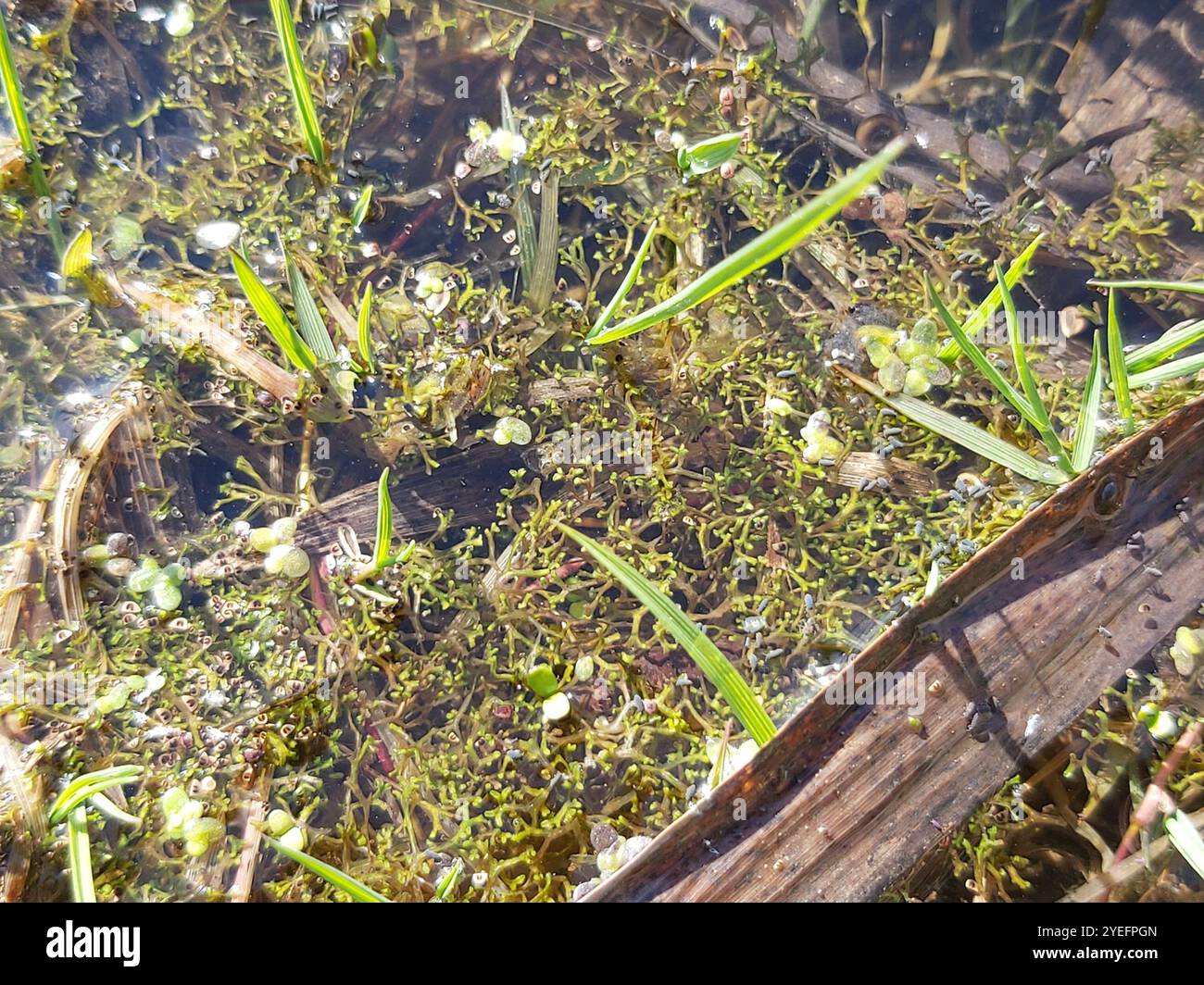Floating Crystalwort (Riccia fluitans Stock Photo - Alamy