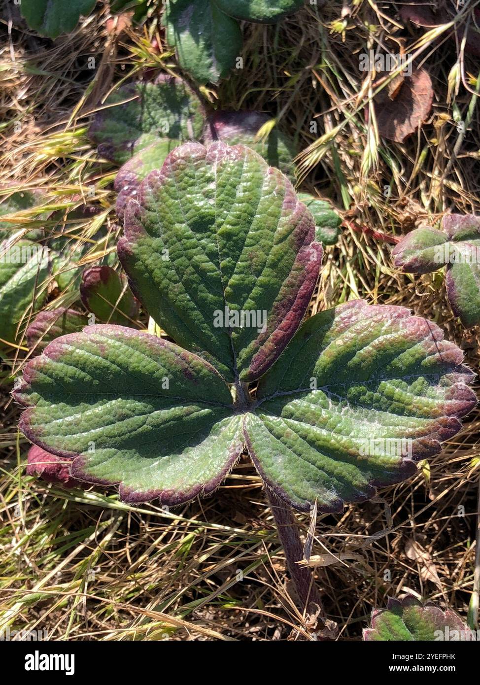 beach strawberry (Fragaria chiloensis Stock Photo - Alamy