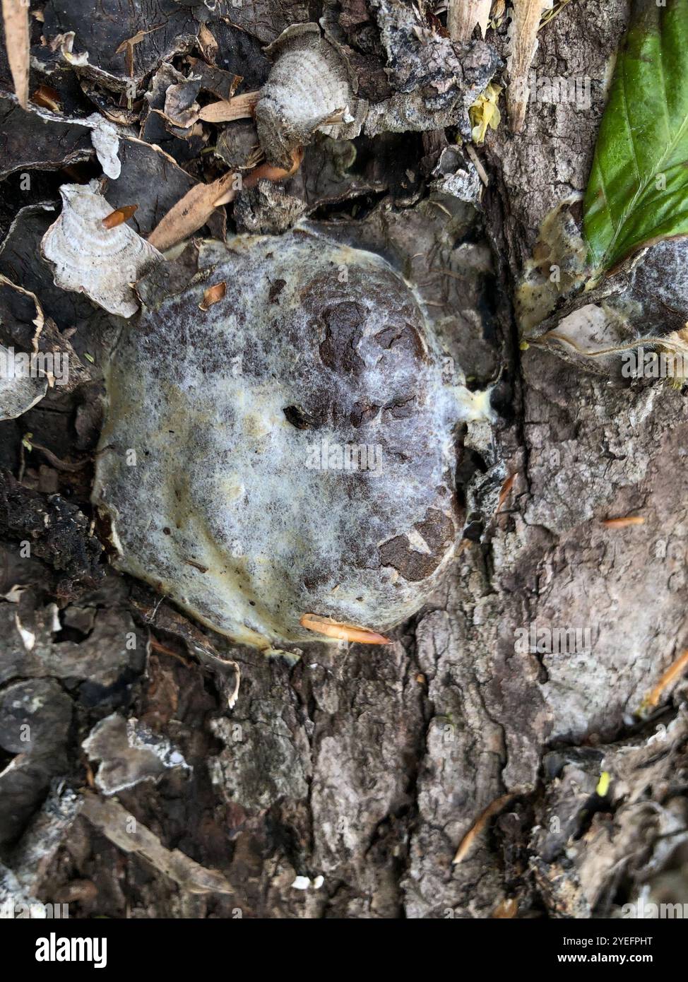 False Puffball (Reticularia lycoperdon Stock Photo - Alamy