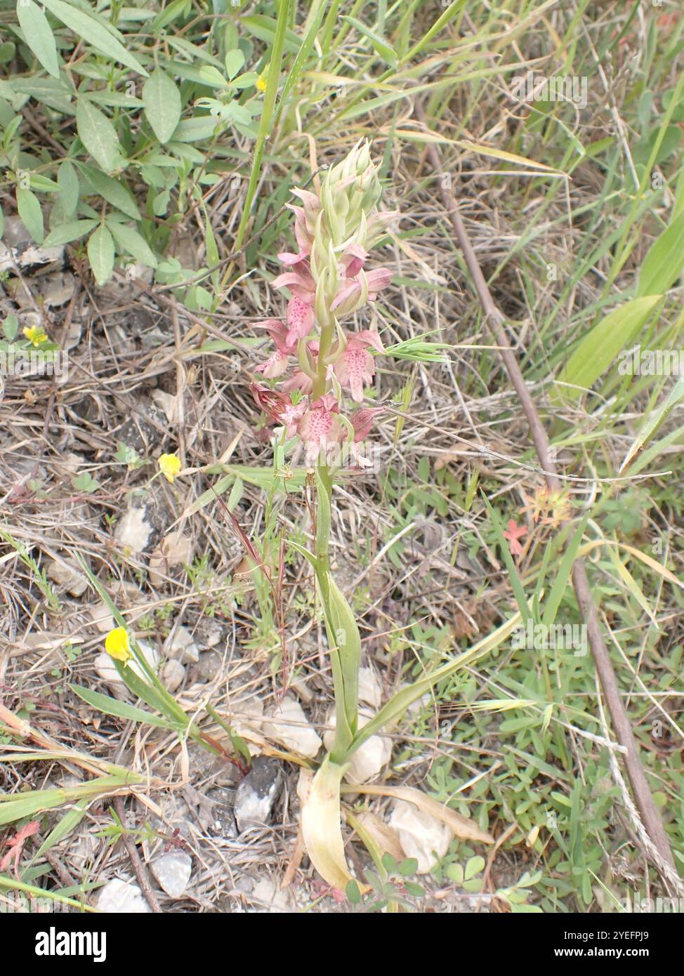 Scented Orchid (Anacamptis coriophora fragrans Stock Photo - Alamy