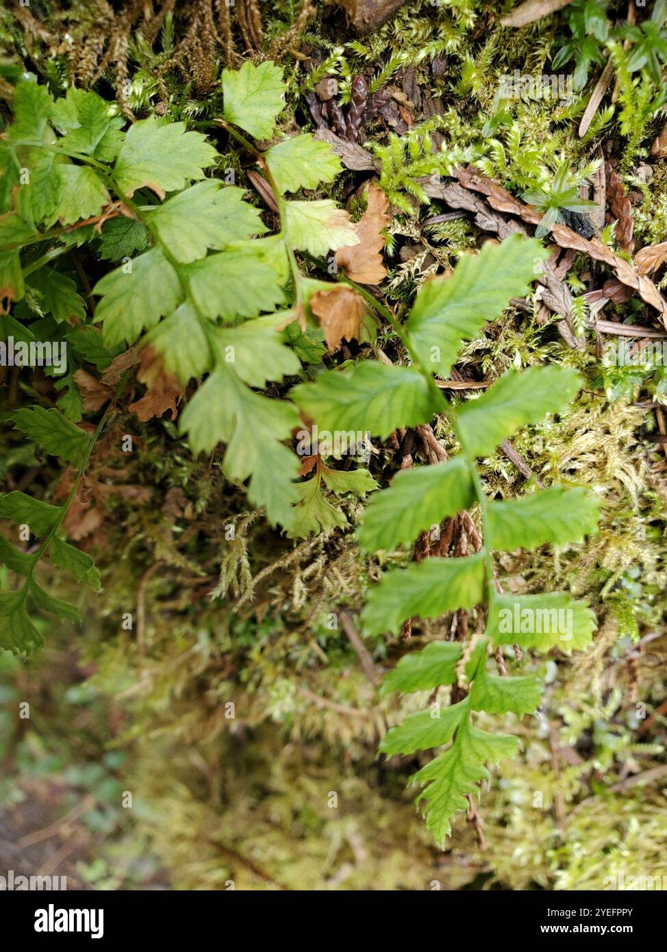 western sword fern (Polystichum munitum Stock Photo - Alamy