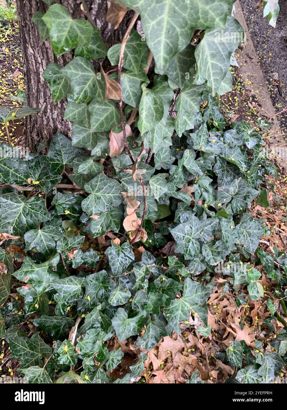 common ivy (Hedera helix Stock Photo - Alamy