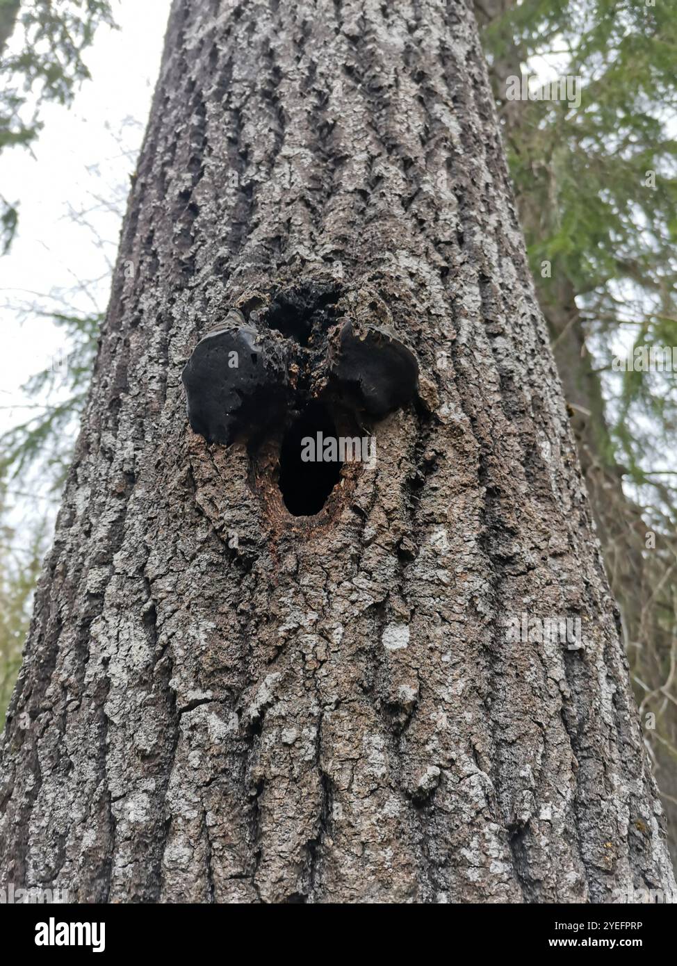 Siberian Flying Squirrel (Pteromys volans Stock Photo - Alamy