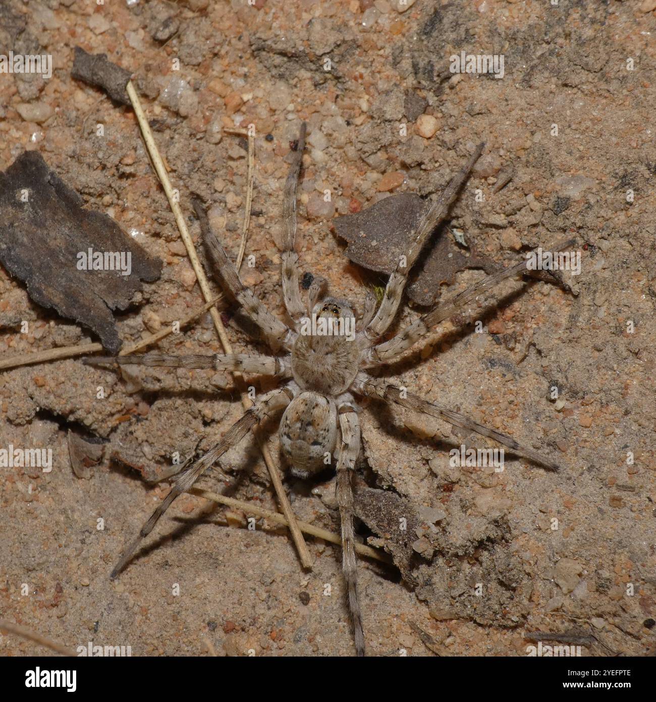 Ocyale Burrowing Wolf spider (Hippasosa guttata Stock Photo - Alamy