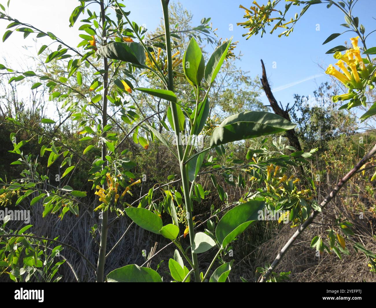 tree tobacco (Nicotiana glauca Stock Photo - Alamy