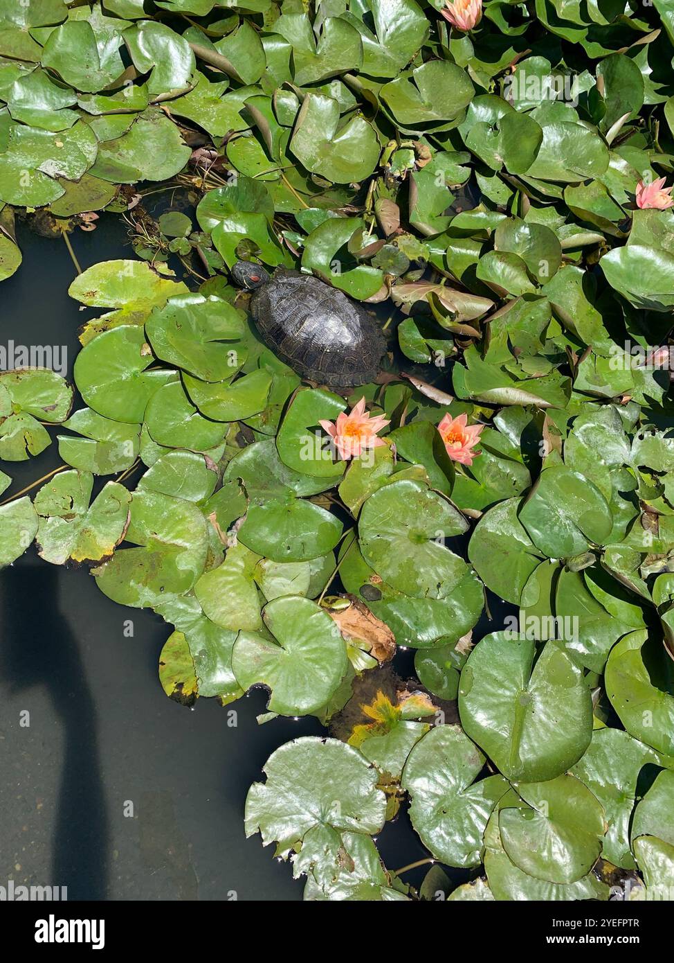 Red-eared Slider (Trachemys scripta elegans Stock Photo - Alamy