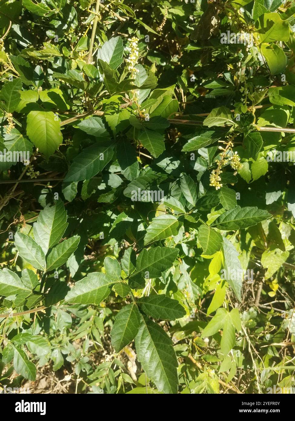 Allophylus hi-res stock photography and images - Alamy