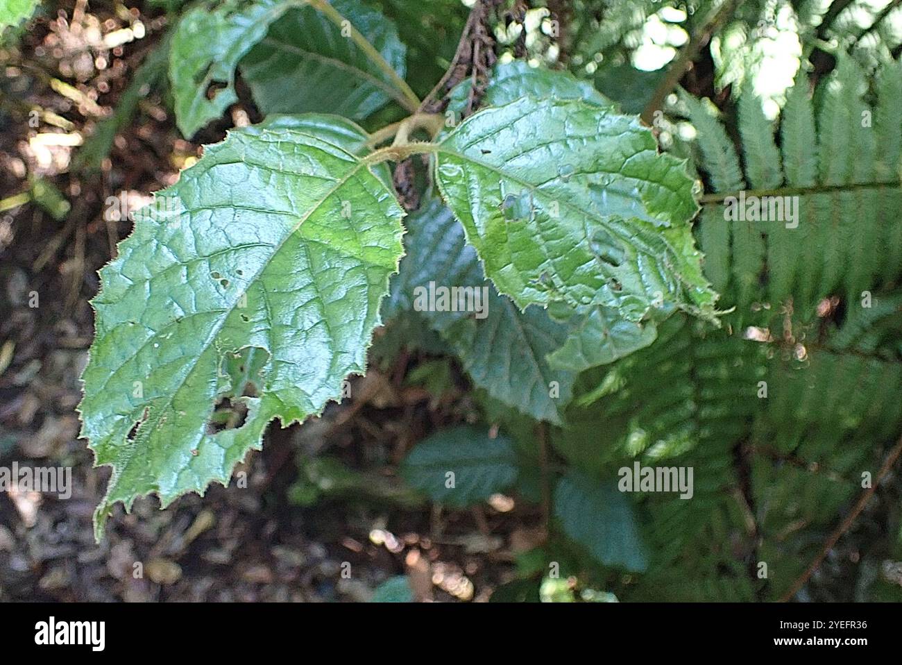 Assegai tree hi-res stock photography and images - Alamy