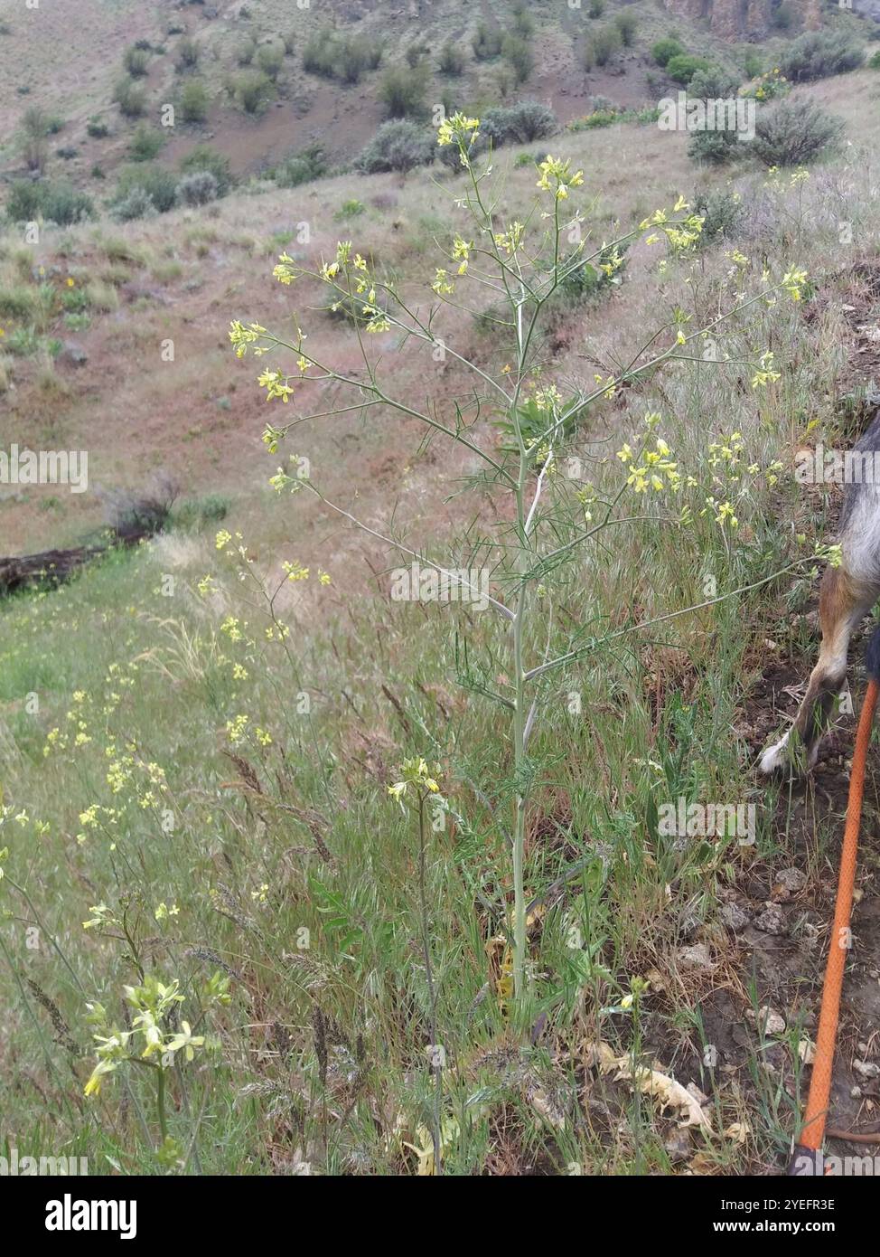 Tall Tumblemustard (Sisymbrium altissimum Stock Photo - Alamy