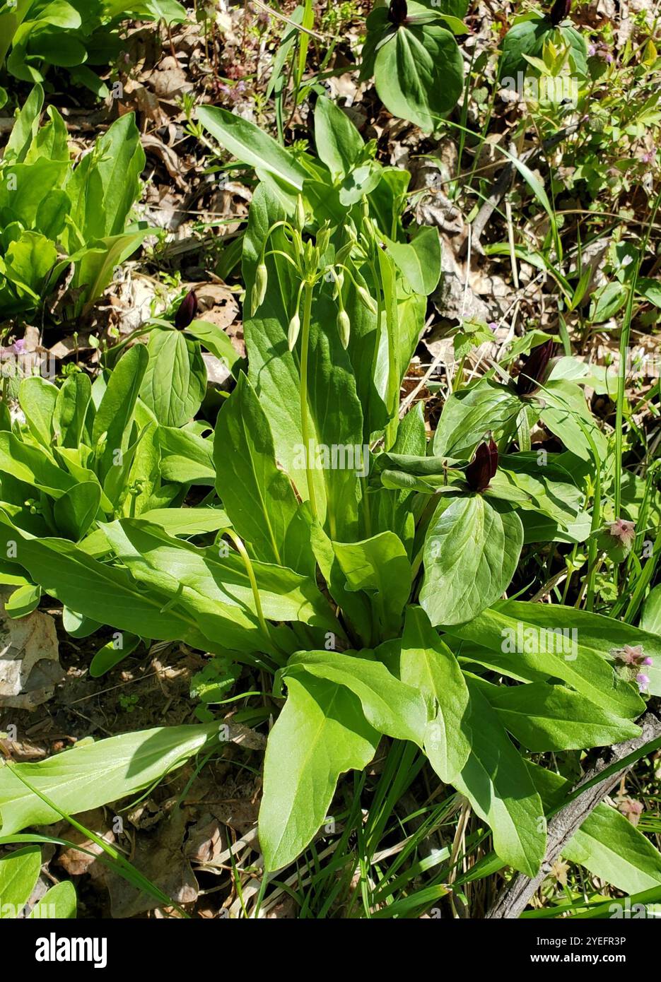 eastern shooting star (Primula meadia Stock Photo - Alamy