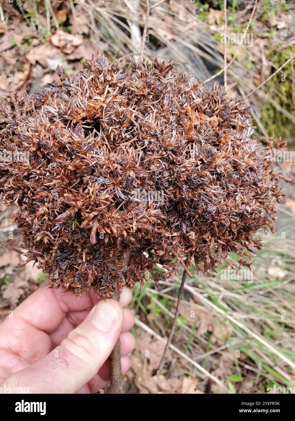 Douglas-Fir Dwarf-Mistletoe (Arceuthobium douglasii Stock Photo - Alamy