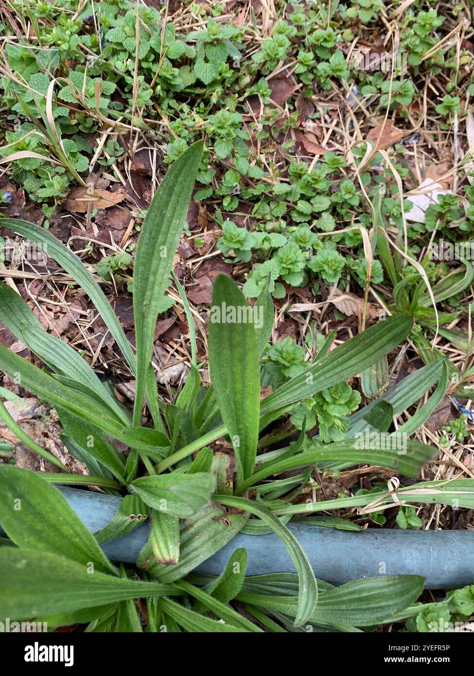 ribwort plantain (Plantago lanceolata Stock Photo - Alamy