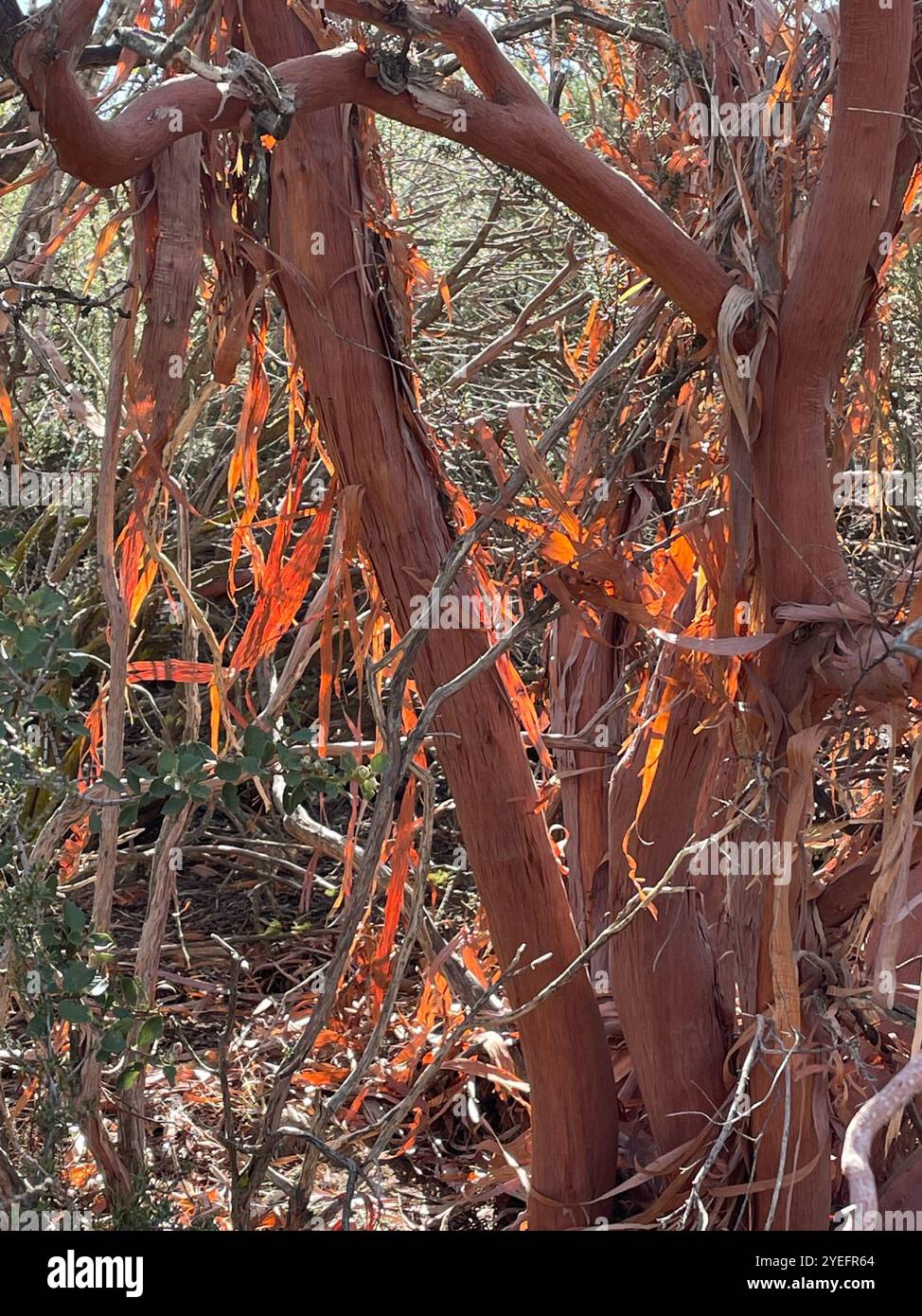 Redshanks (Adenostoma sparsifolium Stock Photo - Alamy