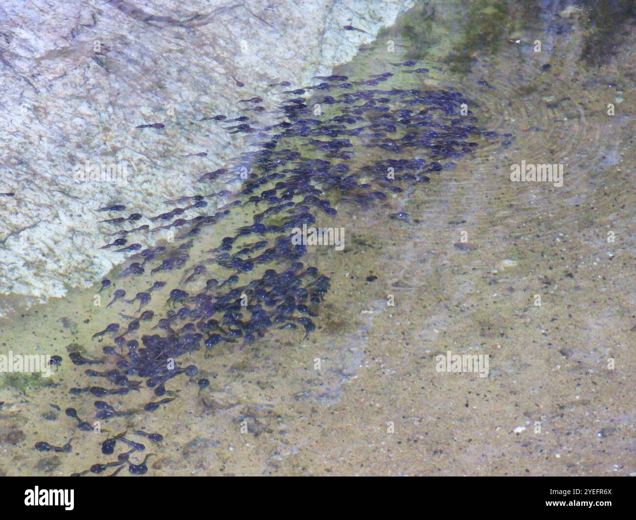 Marbled rubber frog (Phrynomantis annectens Stock Photo - Alamy