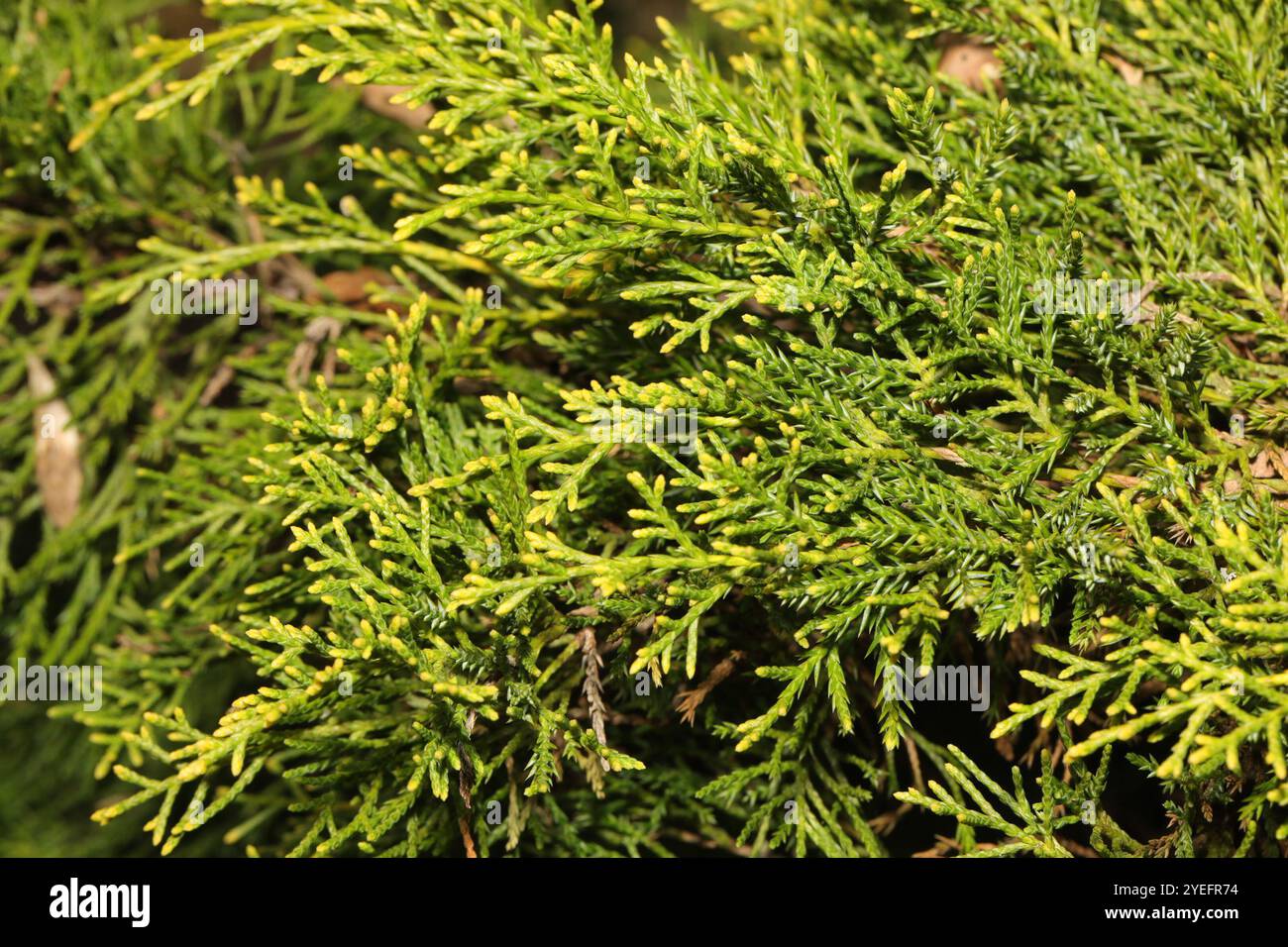 Chinese arborvitae (Platycladus orientalis Stock Photo - Alamy
