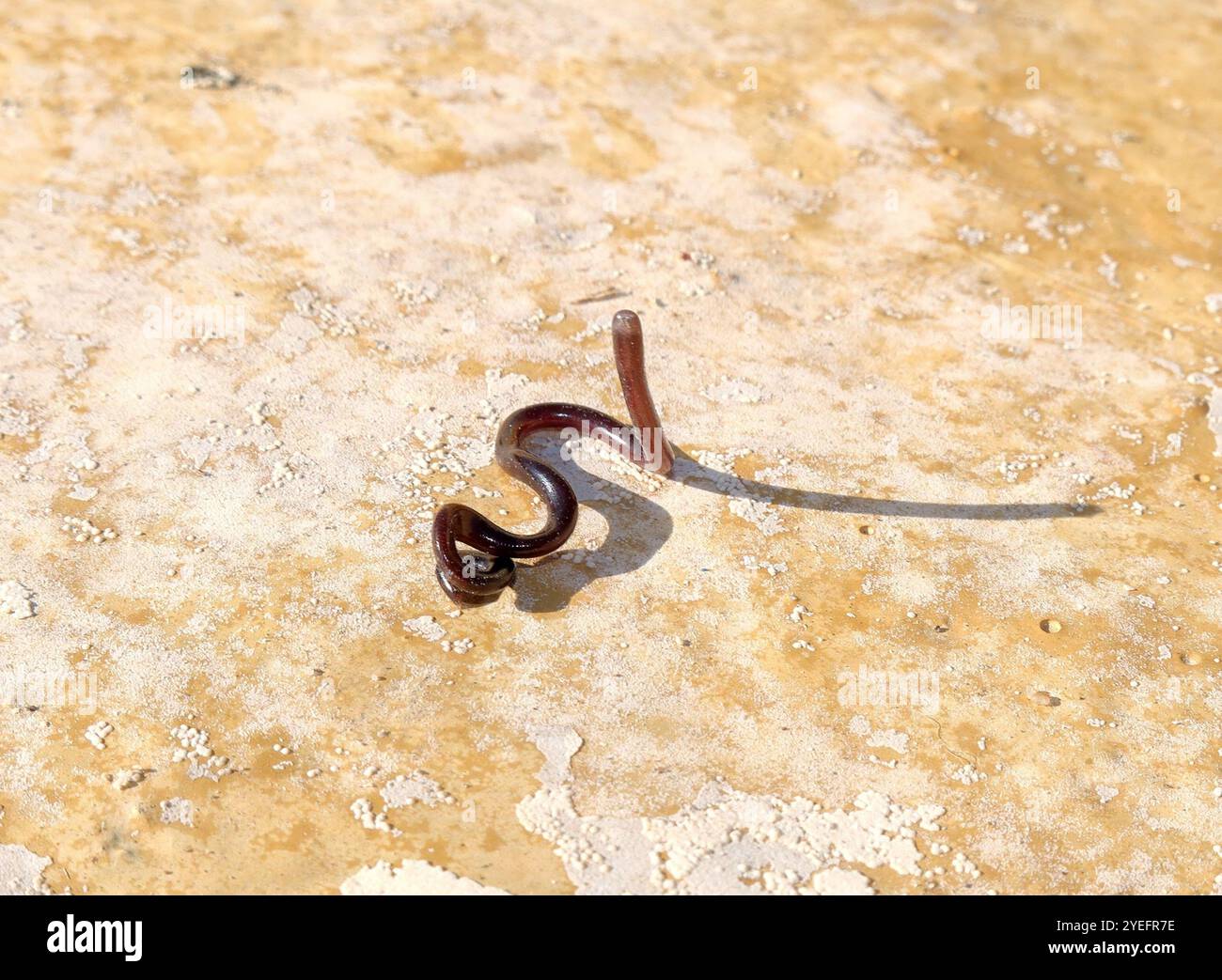 Brahminy Blindsnake (Indotyphlops braminus Stock Photo - Alamy