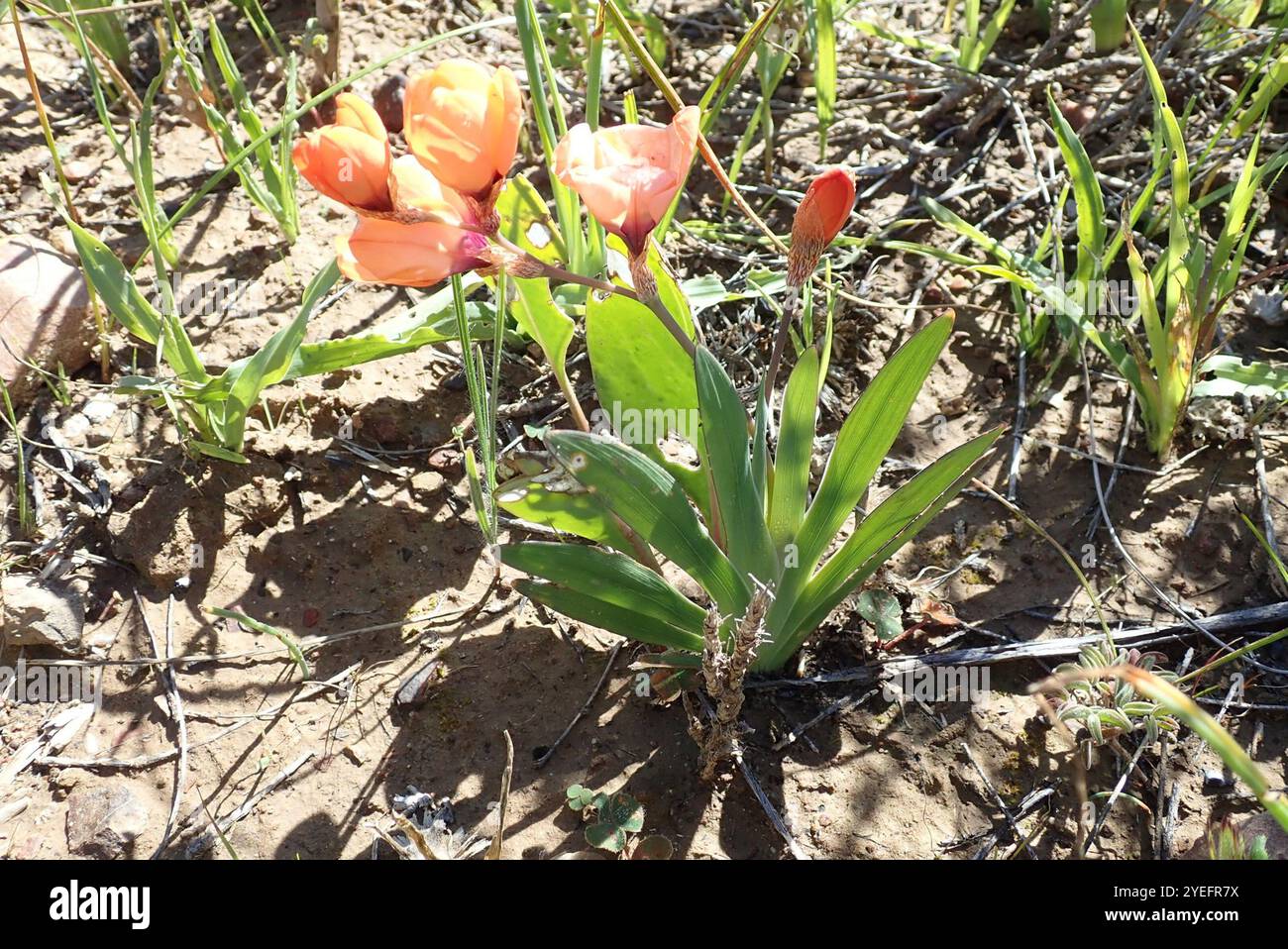 Sparaxis elegans hi-res stock photography and images - Alamy