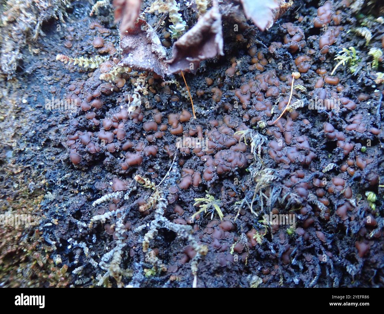 Brown-gray Moss-shingle Lichen (Protopannaria pezizoides Stock Photo ...