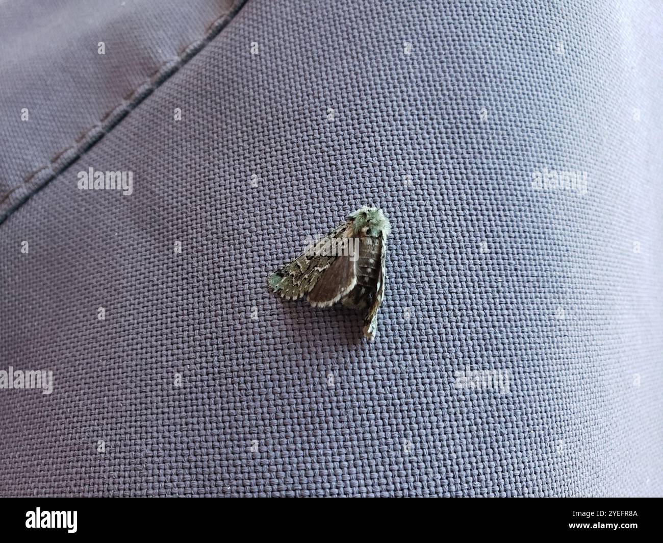 Major Sallow (Feralia major Stock Photo - Alamy