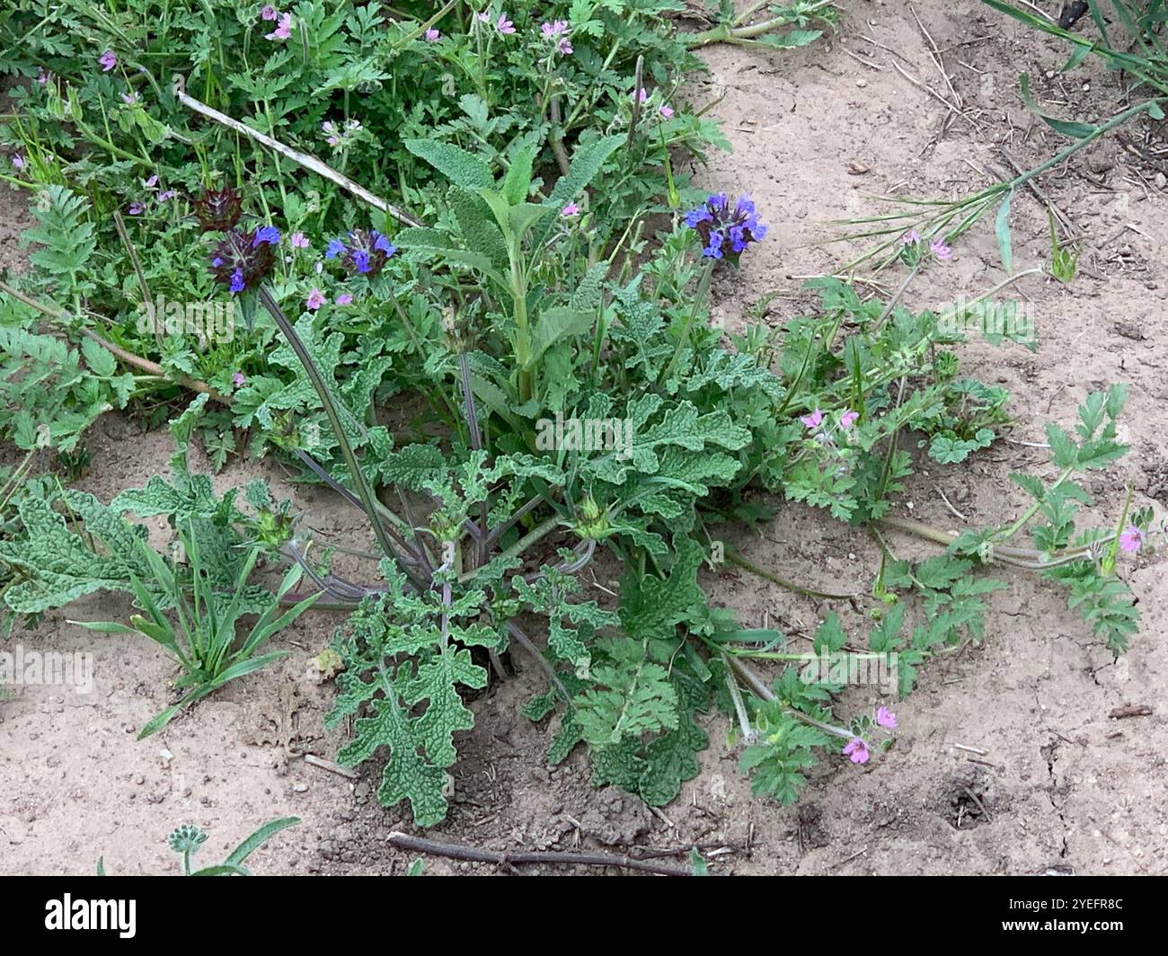 Chia (Salvia columbariae Stock Photo - Alamy