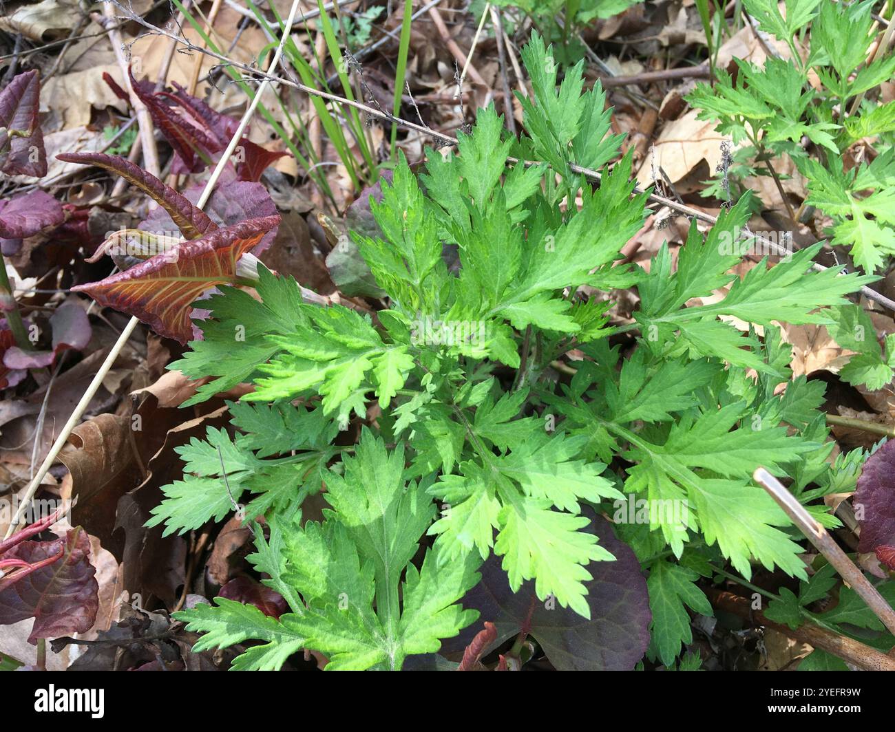 common mugwort (Artemisia vulgaris Stock Photo - Alamy