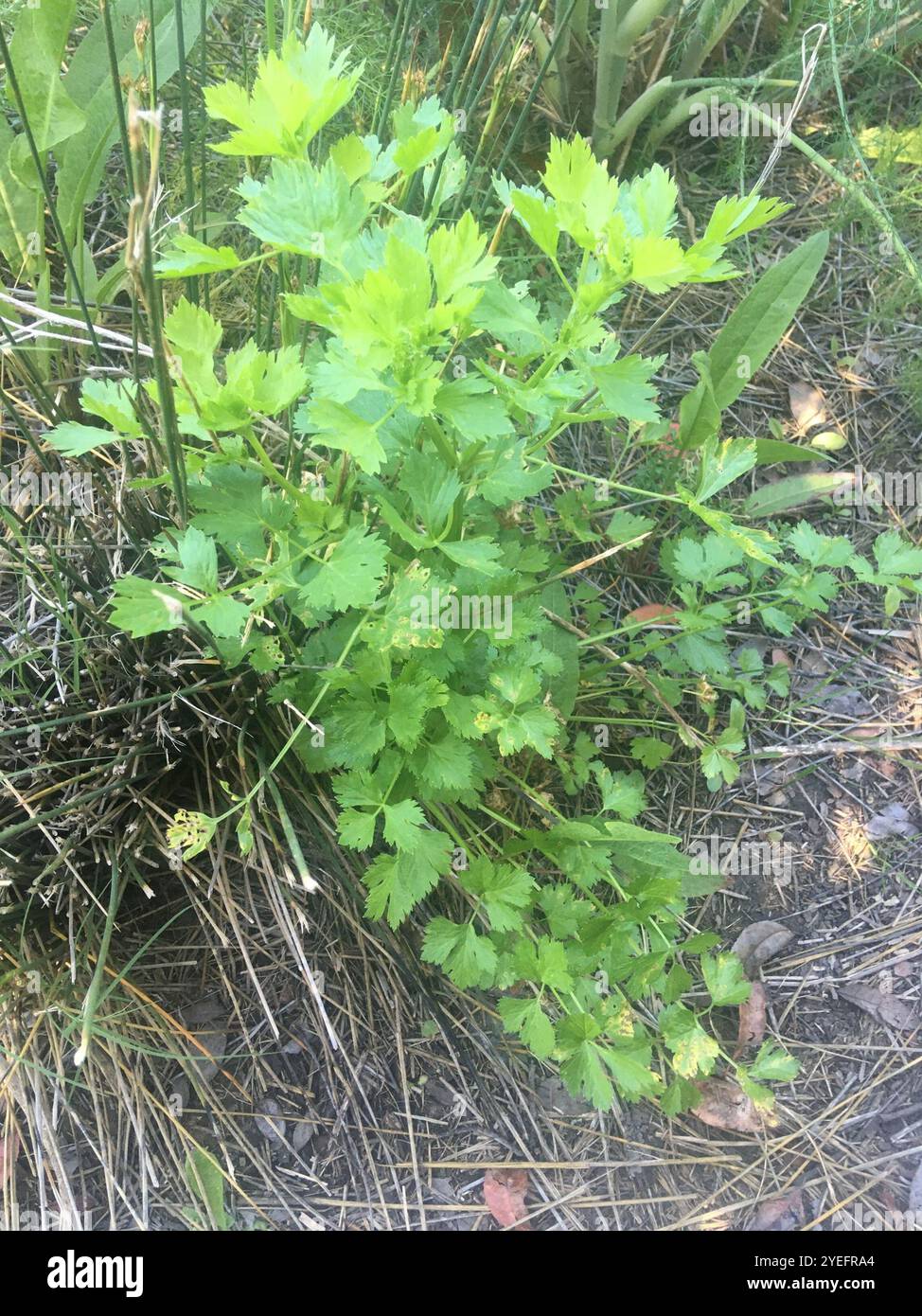 Celery (Apium graveolens Stock Photo - Alamy