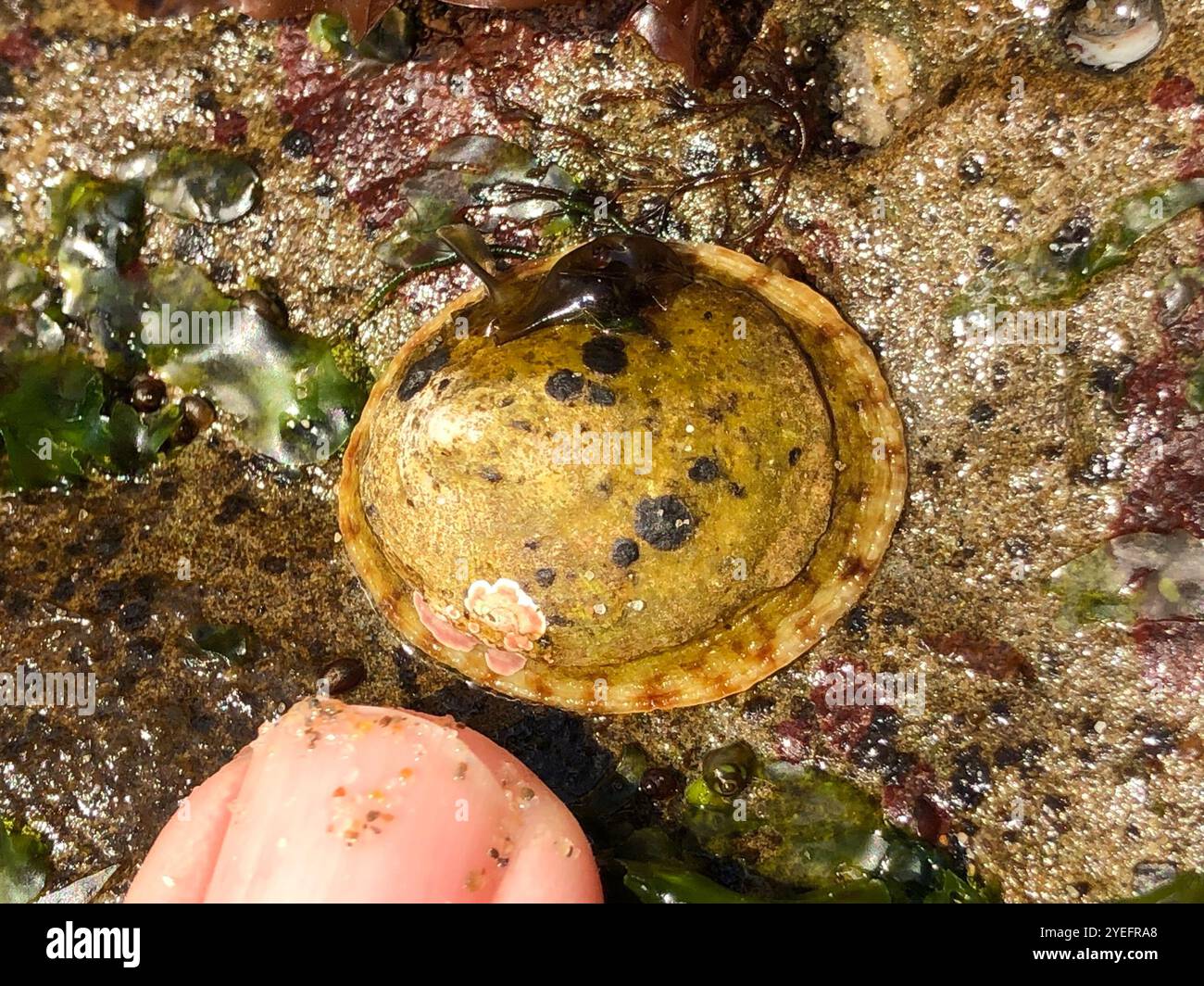 Owl Limpet (Lottia gigantea Stock Photo - Alamy