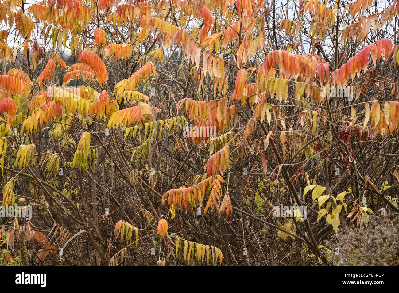 Dark bark of tamarack closeup forming design of texture and color Stock ...